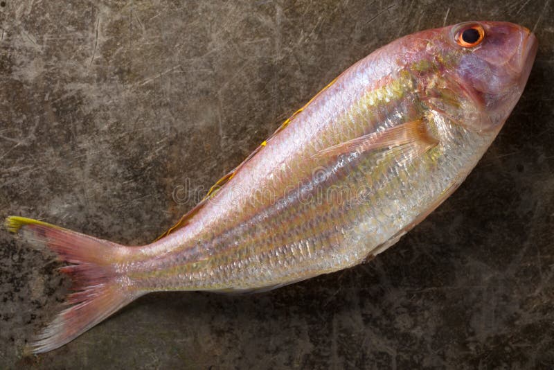 Single Raw Sea Bream Fish on Metal Background, Top View Stock Image ...