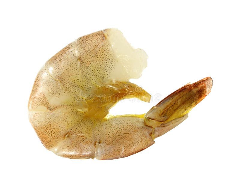 Single raw shrimp stock image. Image of shellfish, uncooked - 15387667