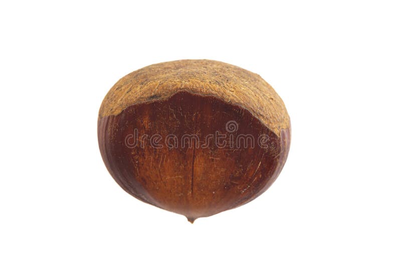 A Single Raw and Whole Chestnut Isolated on a White Background Stock ...