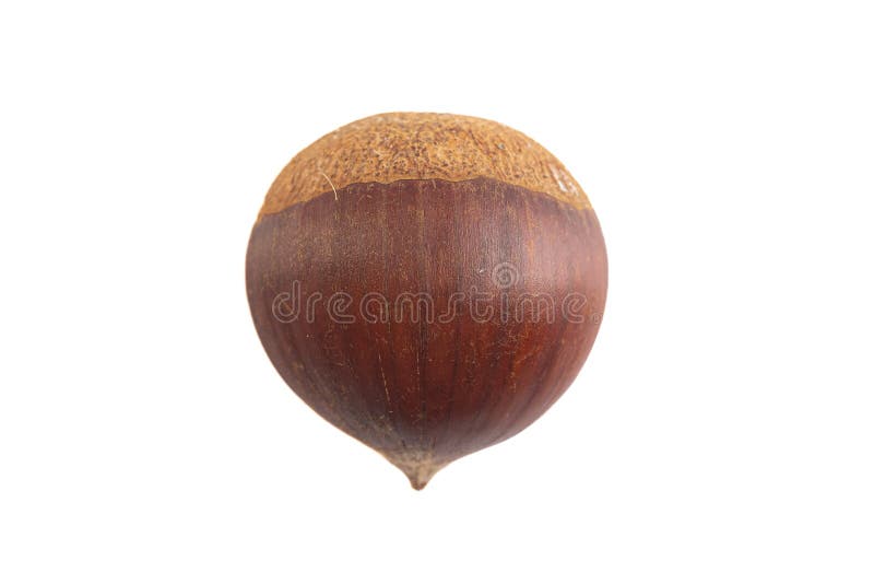 A Single Raw and Whole Chestnut Isolated on a White Background Stock ...