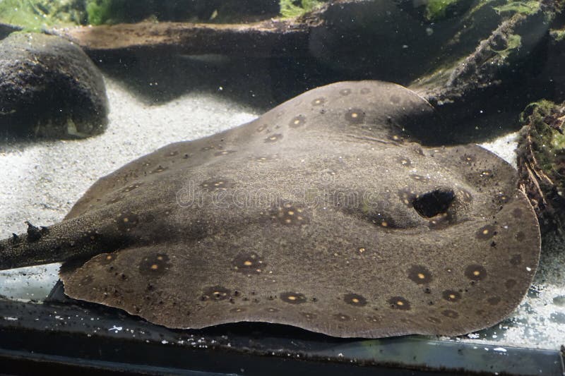 Single ray fish stock image. Image of flat, laying, bottom - 290973349