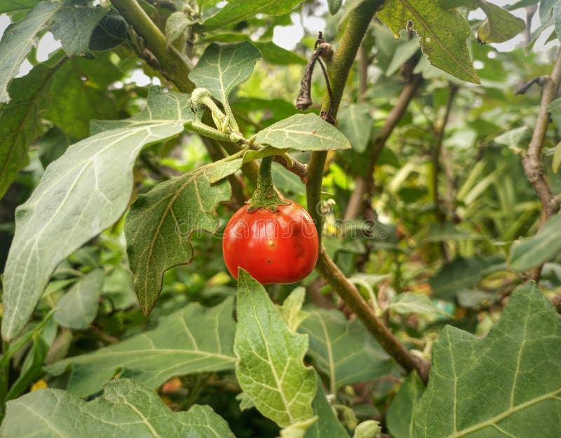 Single Red African Eggplant Stock Image - Image of fruit, deciduous ...