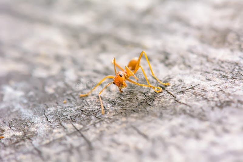 Single red ant stock photo. Image of work, nature, white - 79606034