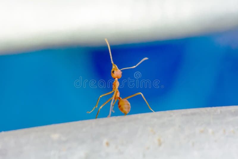 Single red ant stock photo. Image of insect, flower, floor - 95310430