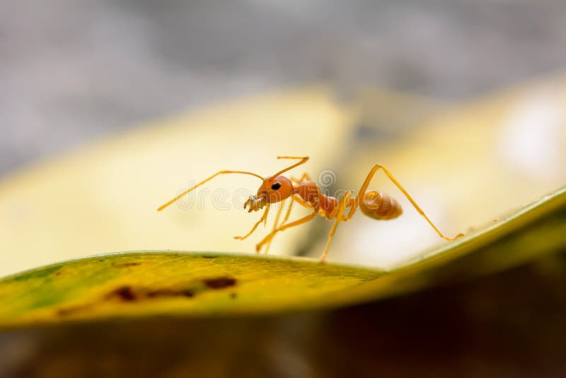 Single red ant stock image. Image of orange, background - 80965845