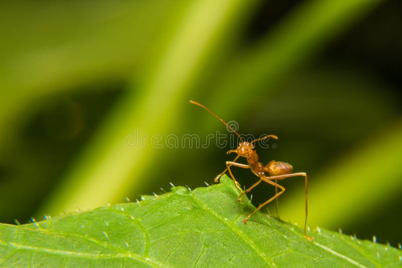 Single Red Ant stock photo. Image of branch, ants, nature - 79475712