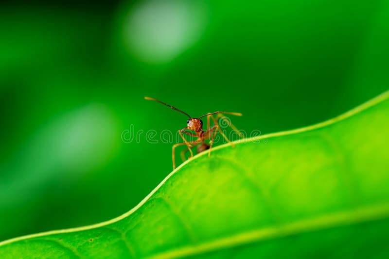 Single red ant stock image. Image of natural, cutter - 128324989