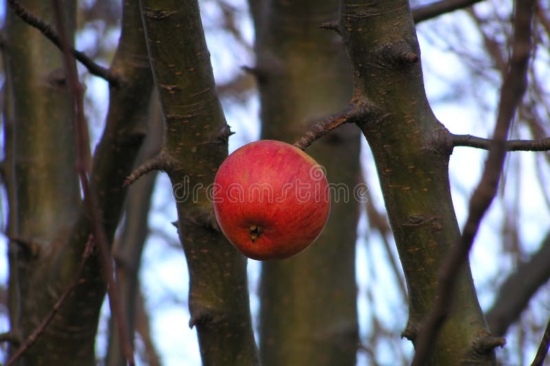 Single red apple stock image. Image of seasonal, lonely - 665479