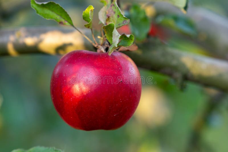 Single Red Apple on the Branch Stock Photo - Image of fall, fruit ...