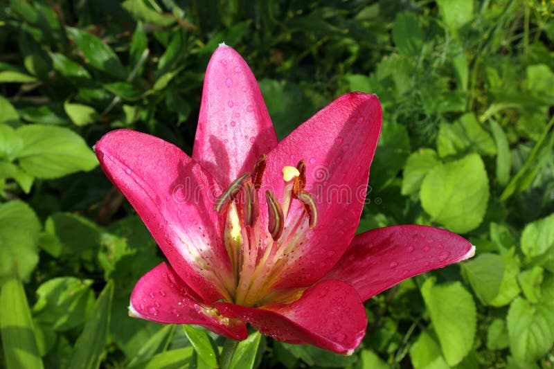Single Red Asiatic Lily Flower after Rain Stock Photo - Image of bloom ...
