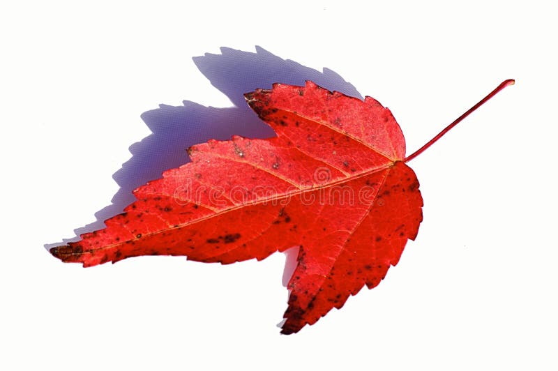 Decorative maple trees stock photo. Image of maple, palmatum - 76774266