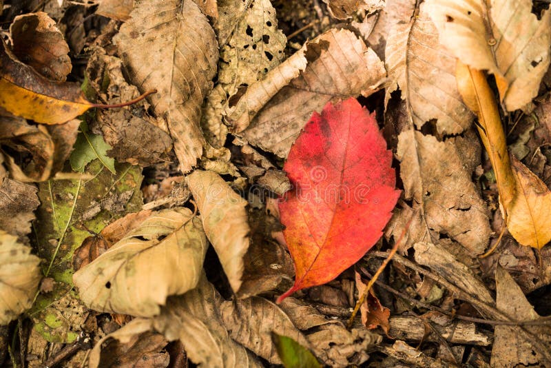 Single Red Autumn Leaf stock photo. Image of october - 45136664
