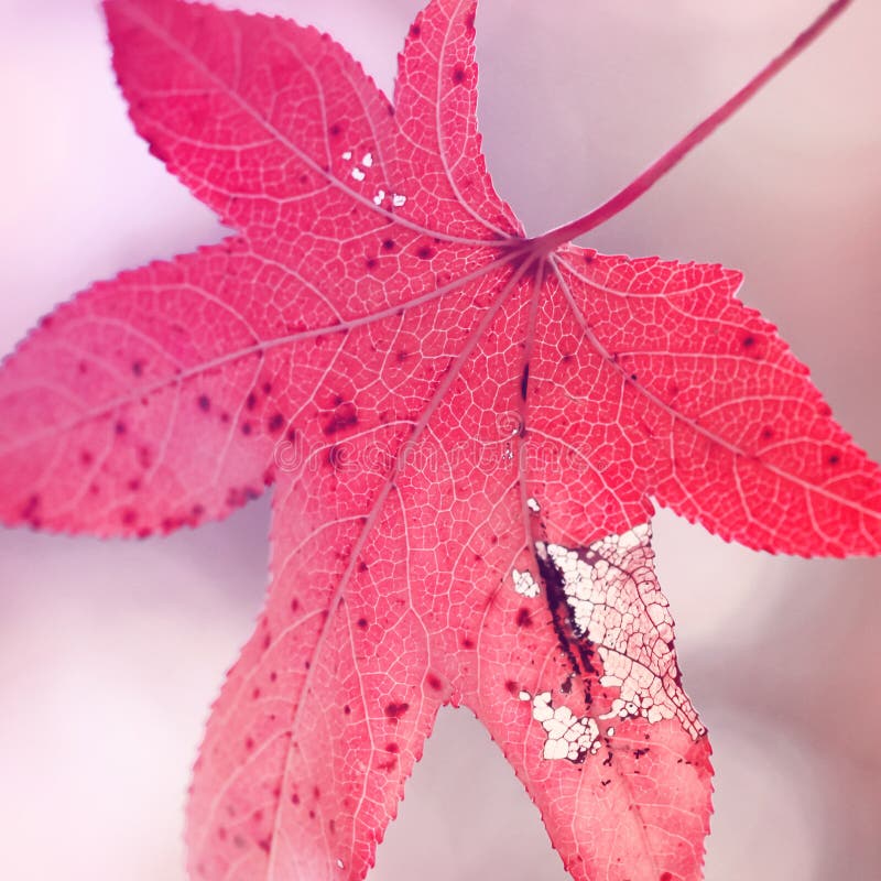 Single Red Autumn Leaf stock image. Image of nature, single - 41953887