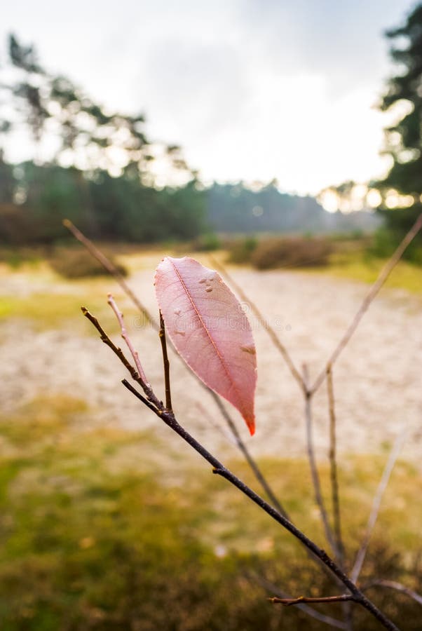 Single Red Autumn Leaf on a Twig Stock Photo - Image of creeper, leaf ...