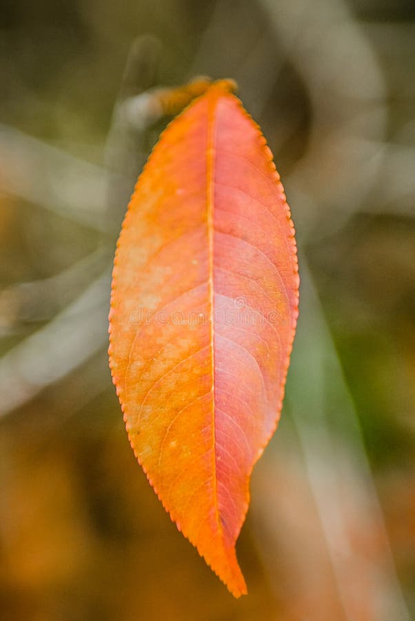 Single Red Autumn Leaf at a Twig Stock Photo - Image of orange ...