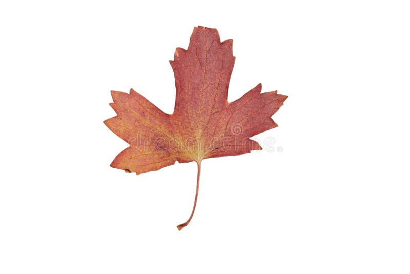 Single Red Autumn Leave Isolated on White Stock Image - Image of brown ...