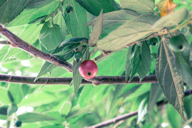 A Single Red Berry on a Branch Surrounded by Lush Green Leaves Stock ...