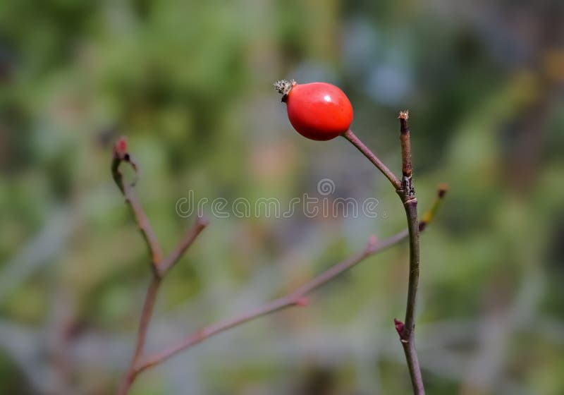 Single red berry stock photo. Image of plant, outside - 80787612