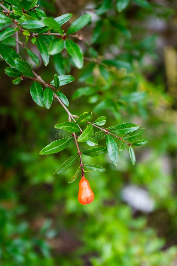 Single Red Berry Fruit Hanging from Tree Stock Photo - Image of foliage ...