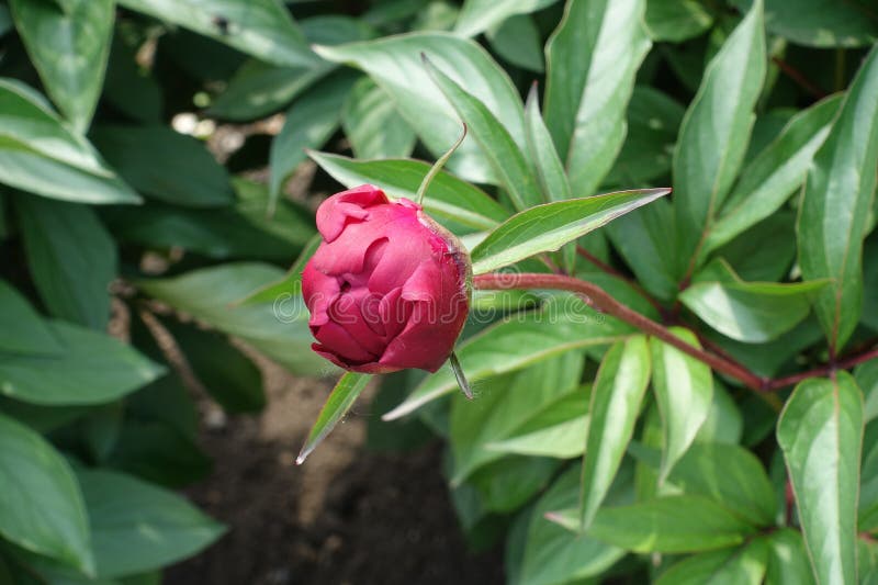 Single Red Bud of Peony in May Stock Image - Image of flora, lush ...