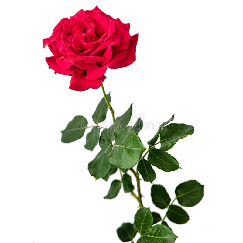 A single red bush rose stock image. Image of bush, single - 262599737