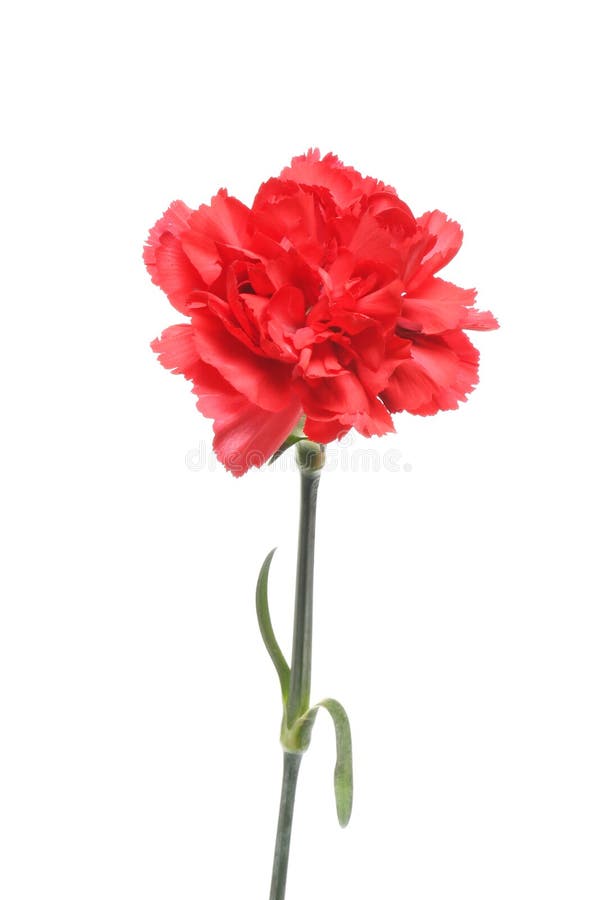 Single red carnation stock photo. Image of blossom, flower - 268216834