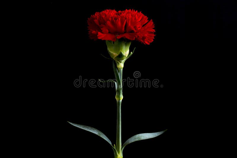 Single red carnation stock photo. Image of macro, vase - 115357794