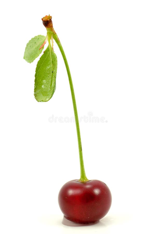 Single red cherry stock image. Image of healthy, leaf - 15278581