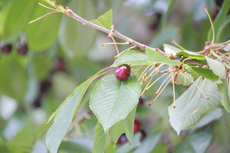 Single Red Cherry stock photo. Image of growing, sunlit - 73738394