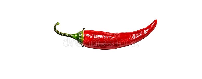 Single Red Chili Pepper on White Background Stock Illustration ...