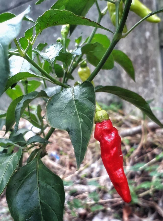 Single Red Chilli Color on the Tree Stock Image - Image of green, berry ...