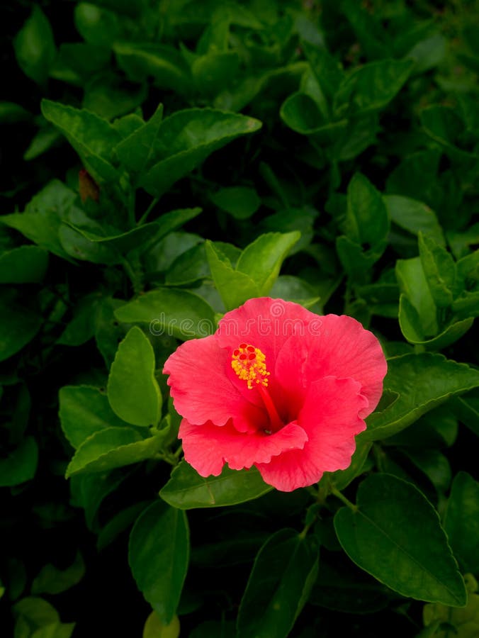 Single Red Chinese Rose Blooming Stock Image - Image of life ...
