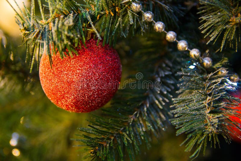 Single Red Christmas Ball Hanging on Tree, As the Substrate and ...