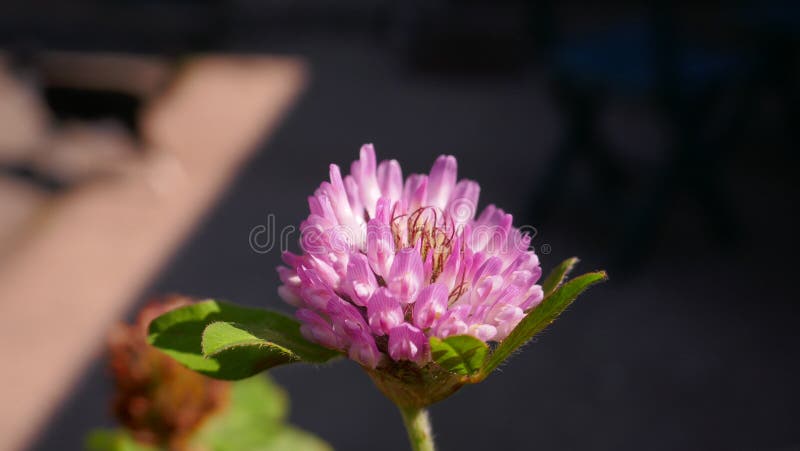 Single Red Clover stock image. Image of bouquet, england - 227772179