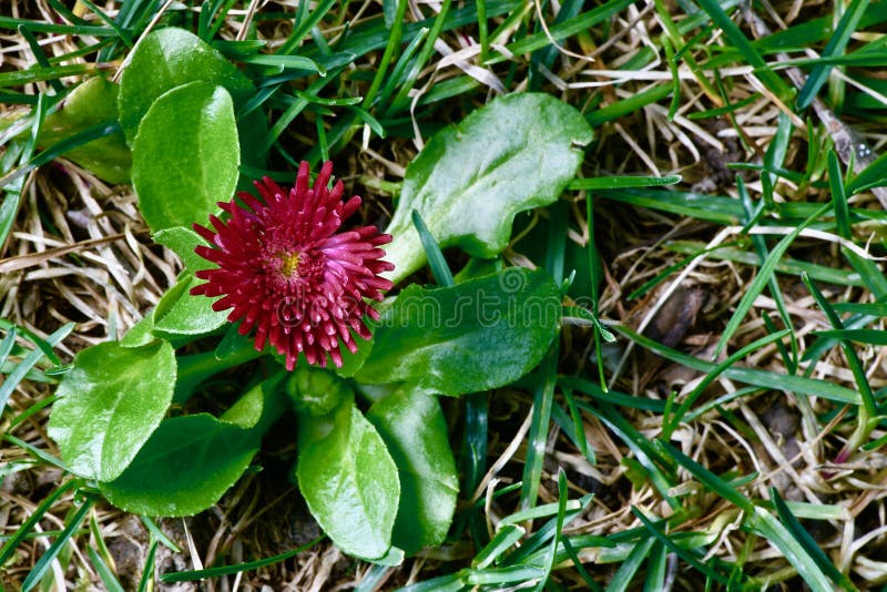 Single Red Daisy in the Open Field Close-up Stock Image - Image of ...