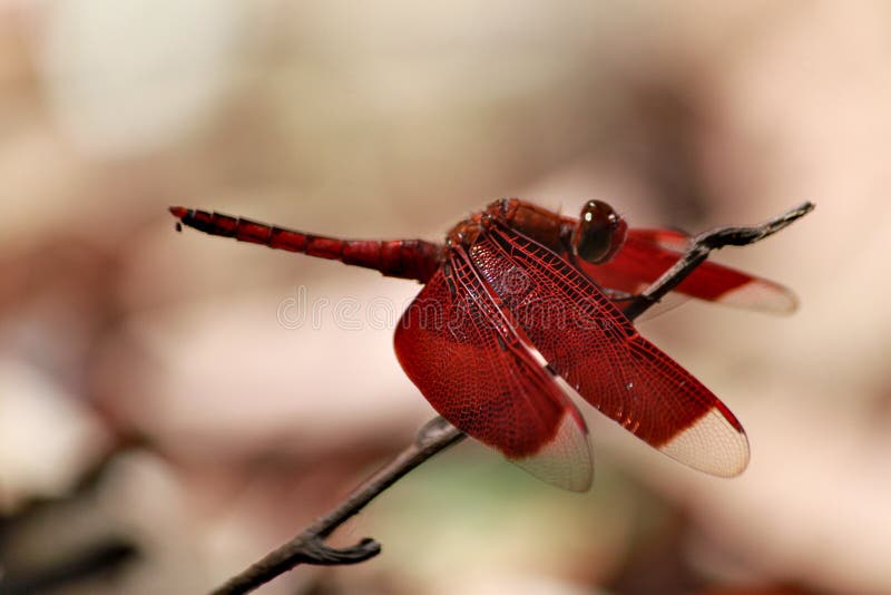 Single Red Dragonfly with Red Wings and Long Red Tail Stock Image ...