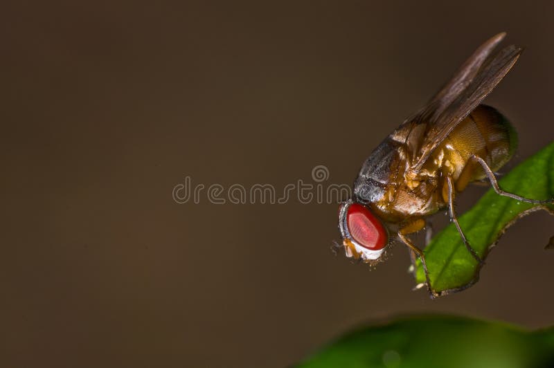 Single Red Eyed Fly on a Leaf Stock Image - Image of macro, close: 14231187