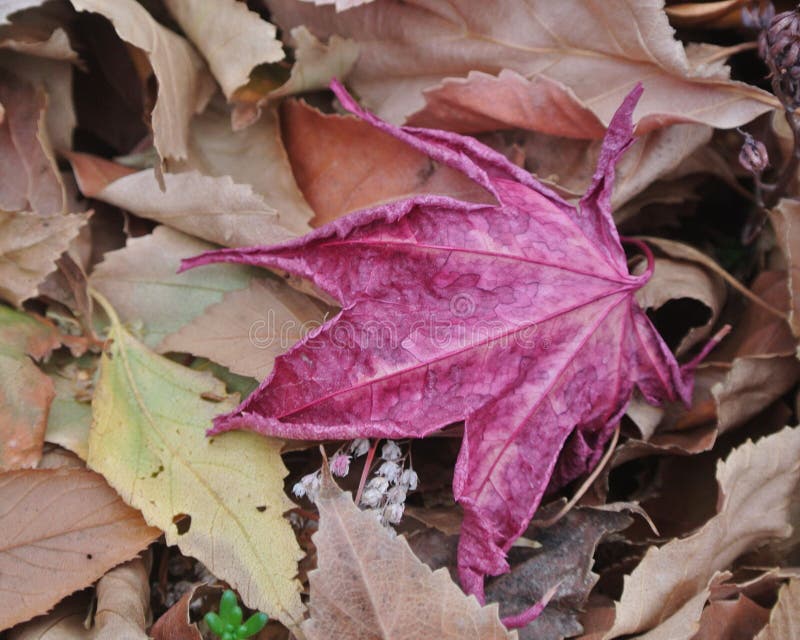 A Single Red Fall Leaf in Close-Up Stock Image - Image of leaf, single ...