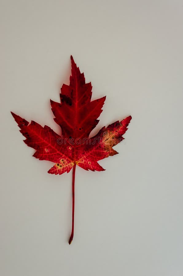 Single Red Fall Maple Leaf Ointing Vertical Stock Photo - Image of ...