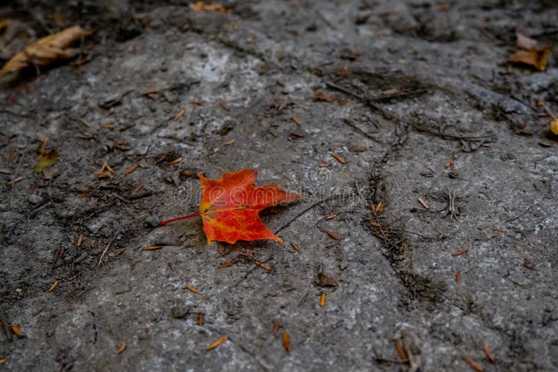 Single Red Fallen Maple Leaf on Rock Stock Photo - Image of dirt, twigs ...