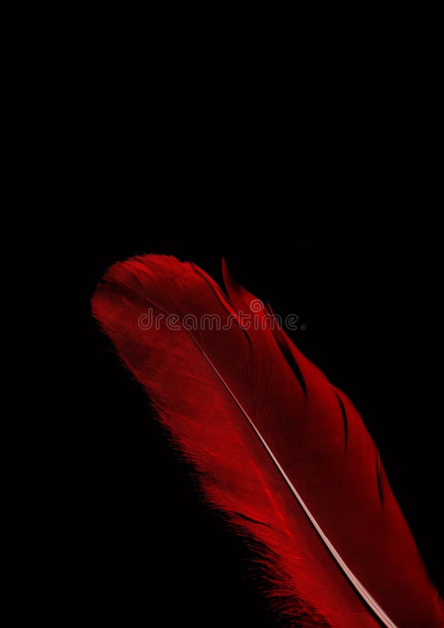 Single Red Feather Isolated on Black Background Stock Image - Image of ...