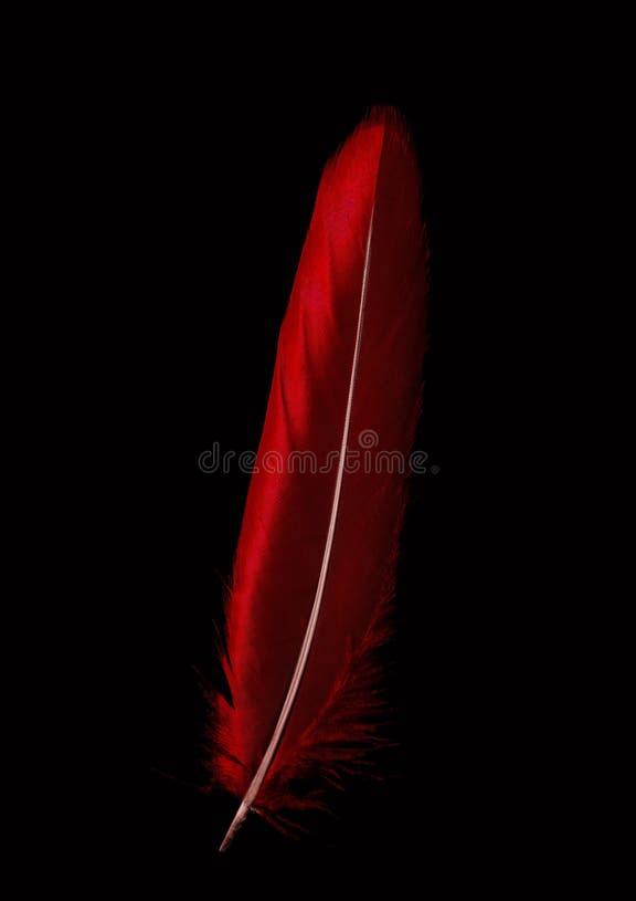 Single Red Feather Isolated on Black Background Stock Photo - Image of ...