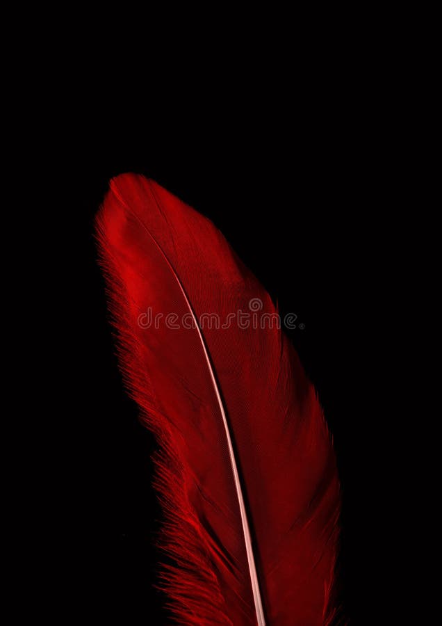 Single Red Feather Isolated on Black Background Stock Image - Image of ...