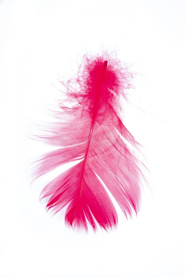 Single Red Feather Isolated on White Background, Soft and Delicate ...
