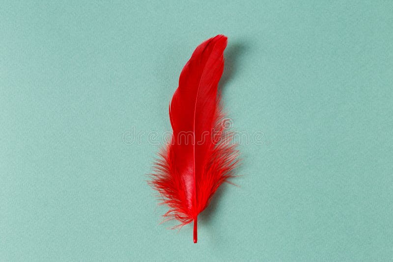 Single Red Feather on Mint Green Background Stock Photo - Image of ...