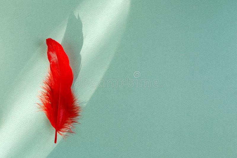 Single Red Feather on Mint Green Background Stock Photo - Image of ...