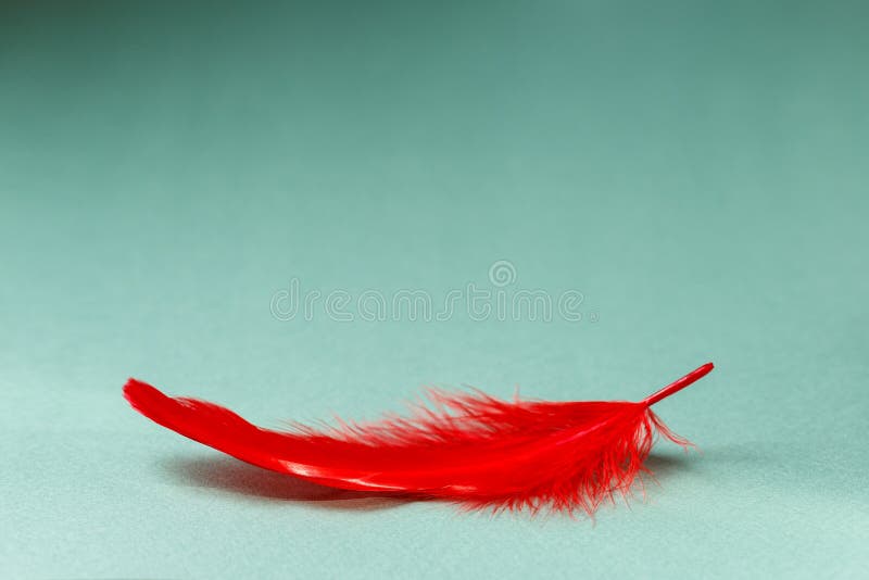Single Red Feather on Mint Green Background Stock Photo - Image of ...
