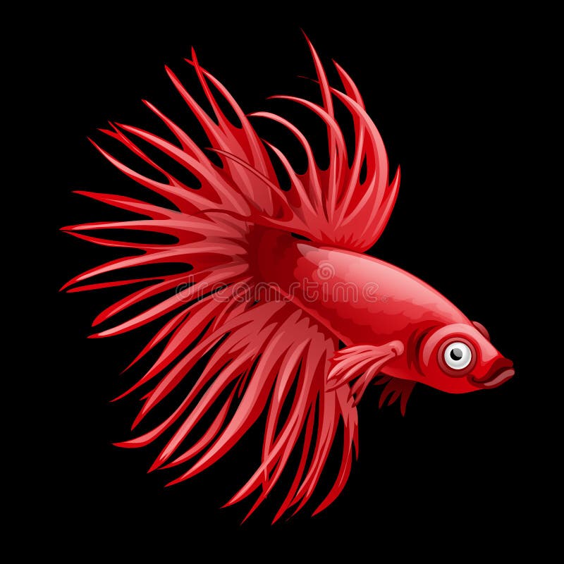 Rooster Fish Stock Illustrations – 1,215 Rooster Fish Stock ...
