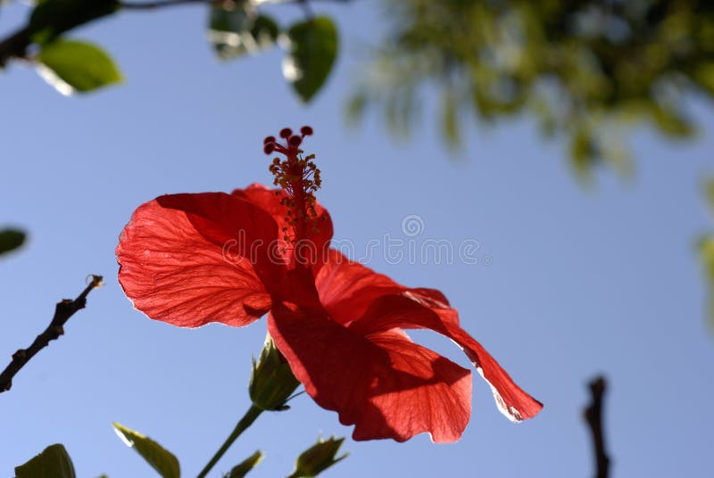 Single red flower stock photo. Image of nature, plant - 10162380