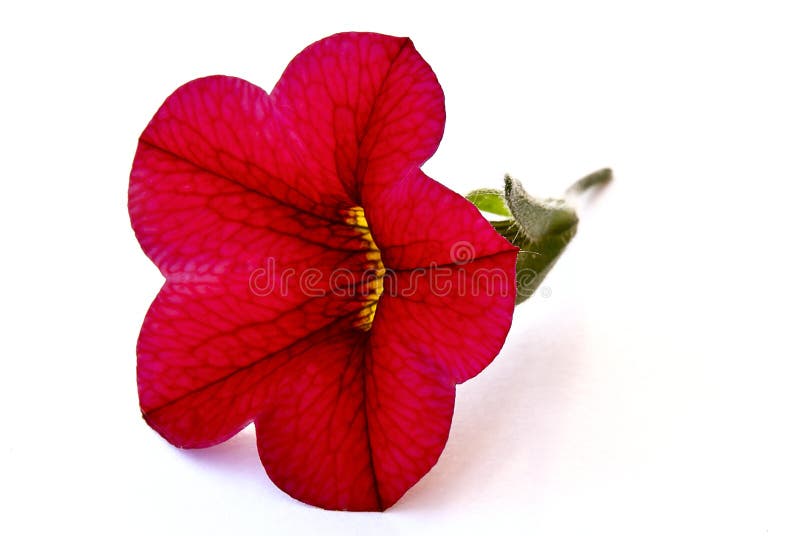 Single red flower stock image. Image of single, object - 19095501